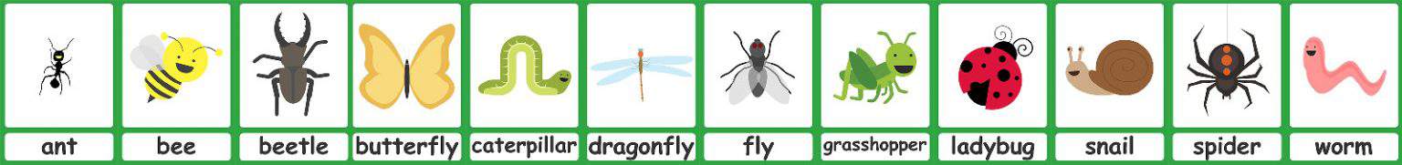 Bugs Flashcards - Simple insect flashcards for your classroom