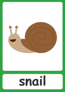 Bugs Flashcards - Simple insect flashcards for your classroom