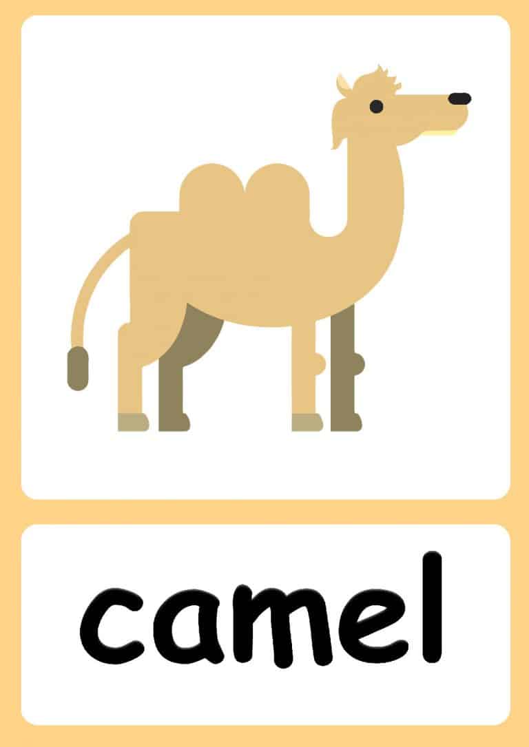 Desert Animal flashcards + FREE Desert Animal Poster!