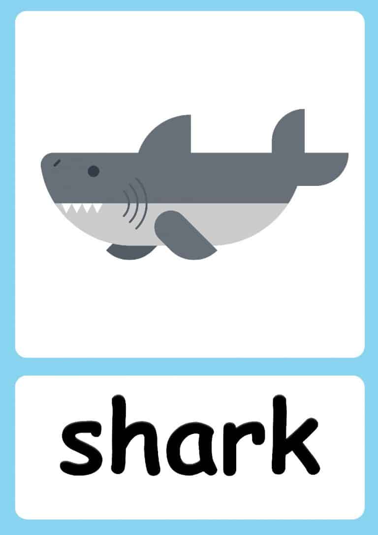 Sea Animal flashcards + FREE Sea Animals Poster!