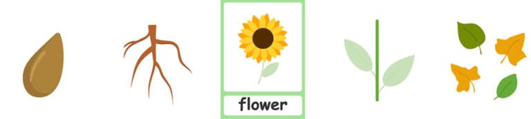 Plant Part Flashcards
