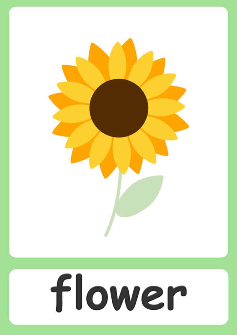 Plant Part Flashcards